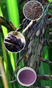 BLACK AROMATIC RICE (CHAK – HAO) – Welcome Manipur Organic Mission ...