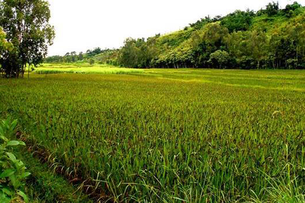 ACHIEVEMENT – Welcome Manipur Organic Mission Agency website